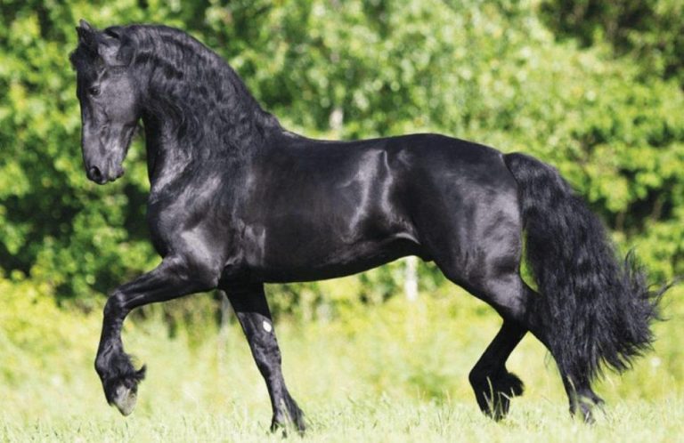 Conheça as raças de cavalo mais caras do mundo – Interessante Saber